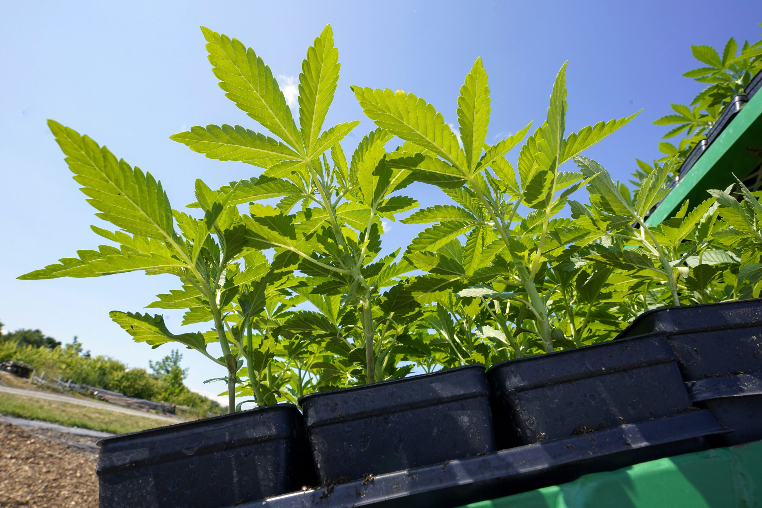 New York Starts Taking Applications To Sell Recreational Pot | News ...